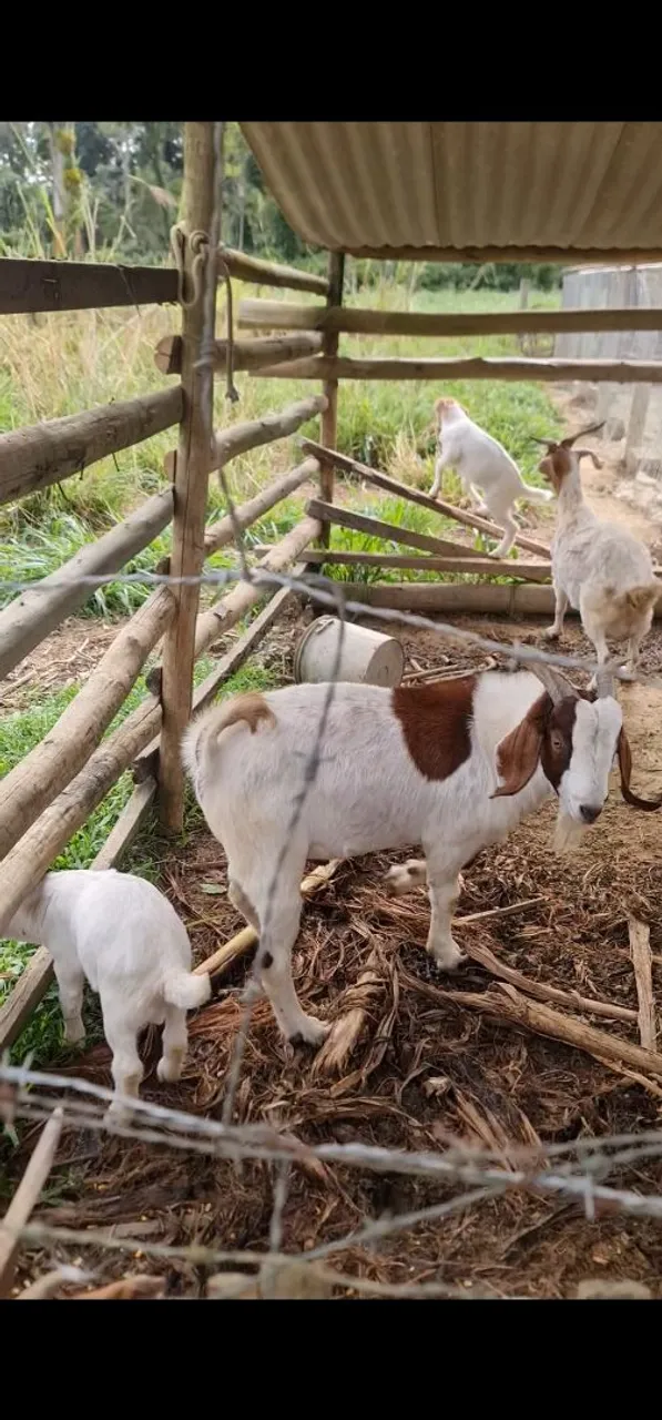 "bodes e cabras" no Brasil