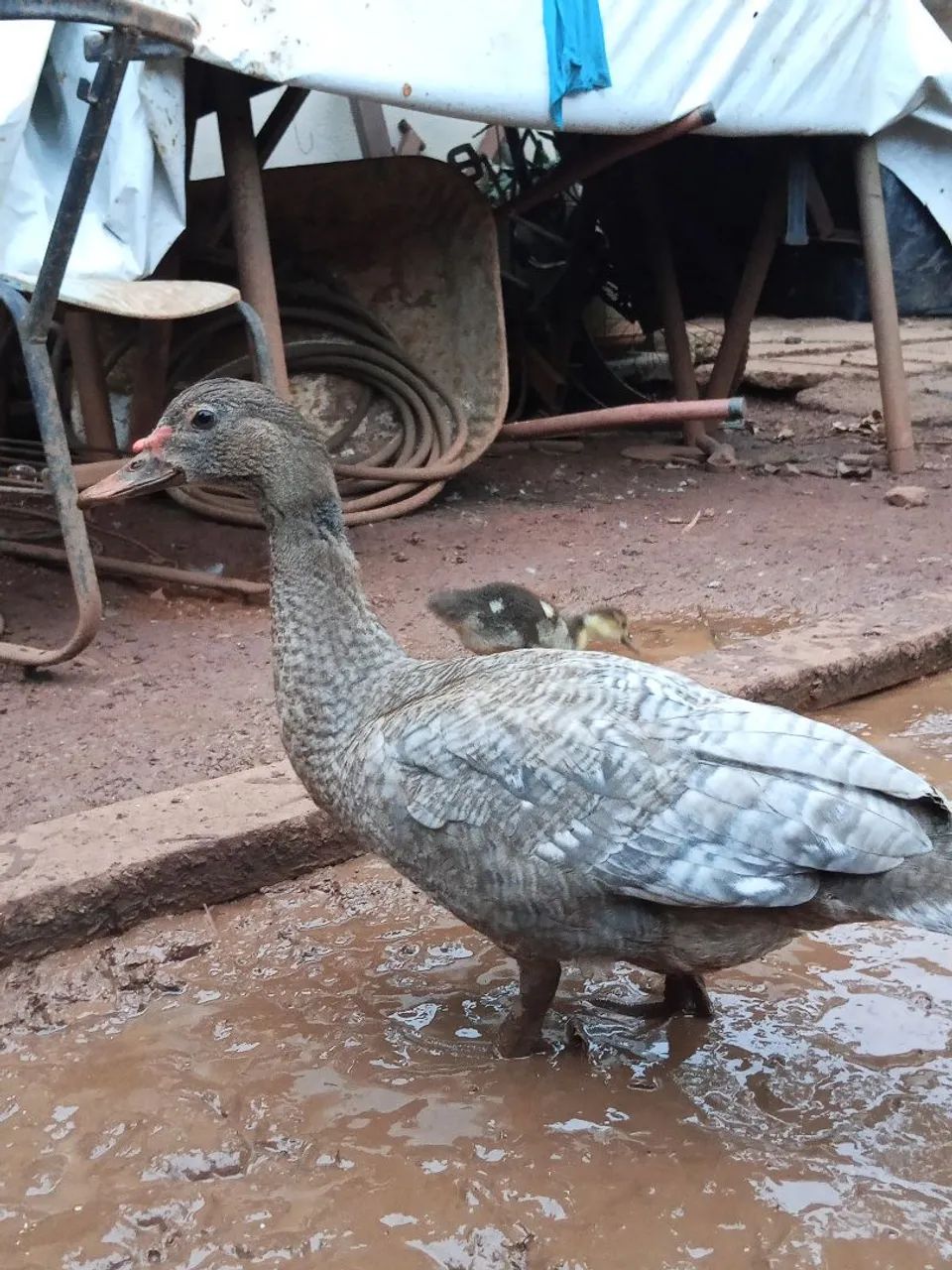 Vendo ou troco por qualquer coisa - Animais para agropecuária ...