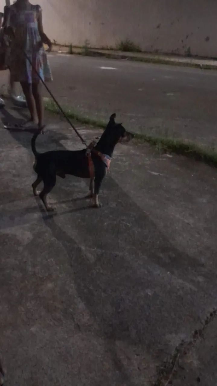 Cachorro pinscher para tocar na televisão - Cachorros - Dom Luciano ...