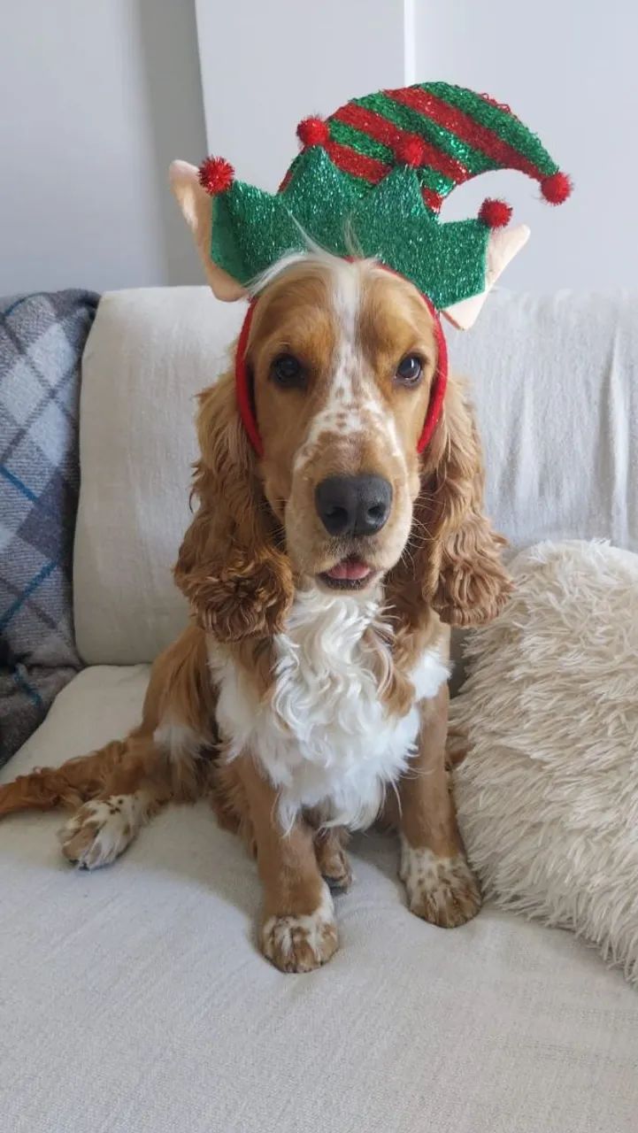 Filhotes de cocker spaniel inglês - Cachorros - Praia do Meio, Natal ...