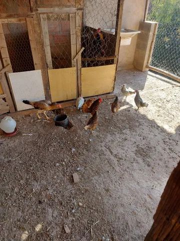 "sebrigth" no Brasil