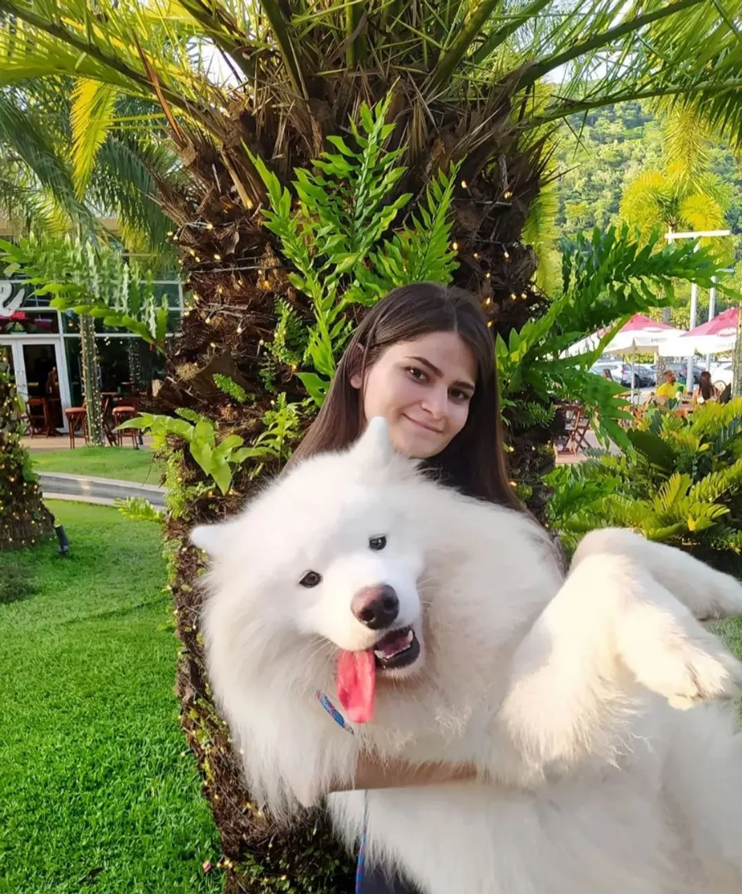 "cachorros samoieda" - Cachorros no Brasil