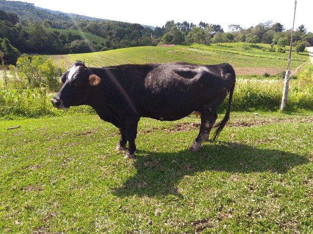 Mini vaca | +177 anúncios na OLX Brasil