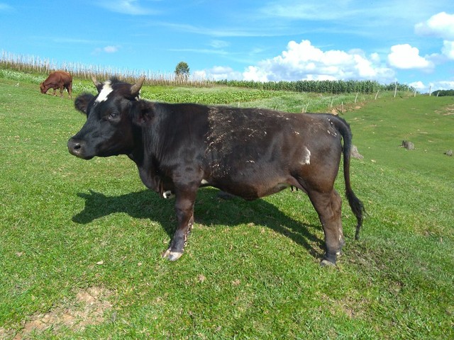 Mini vaca | +368 anúncios na OLX Brasil