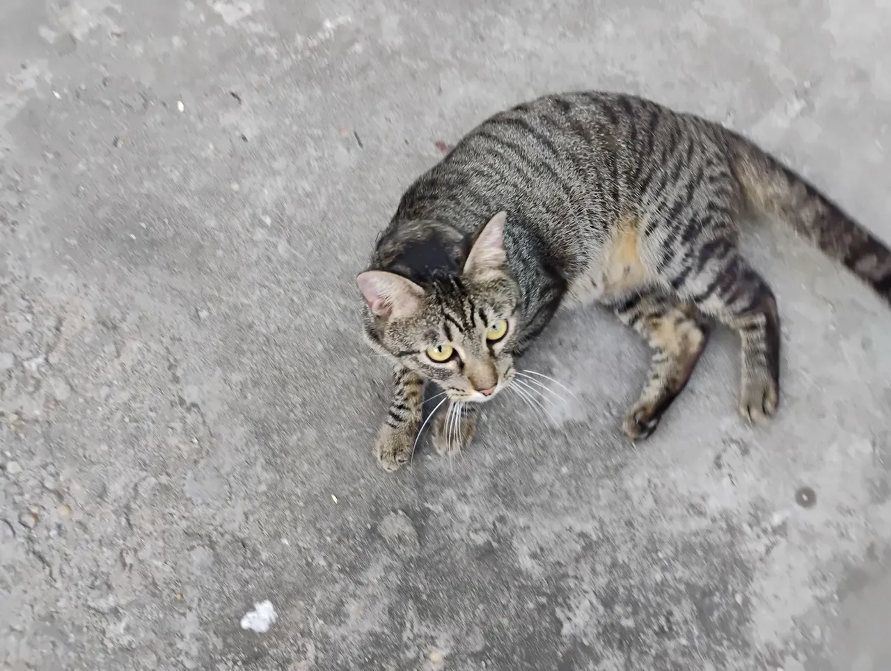 "gatos tigrados" - Gatos no Brasil