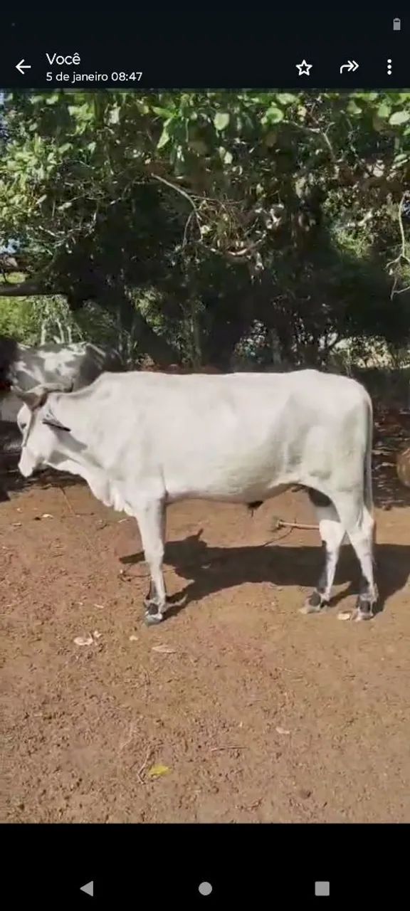 Garrote - Animais para agropecuária - Parque Ipê, Feira de Santana ...