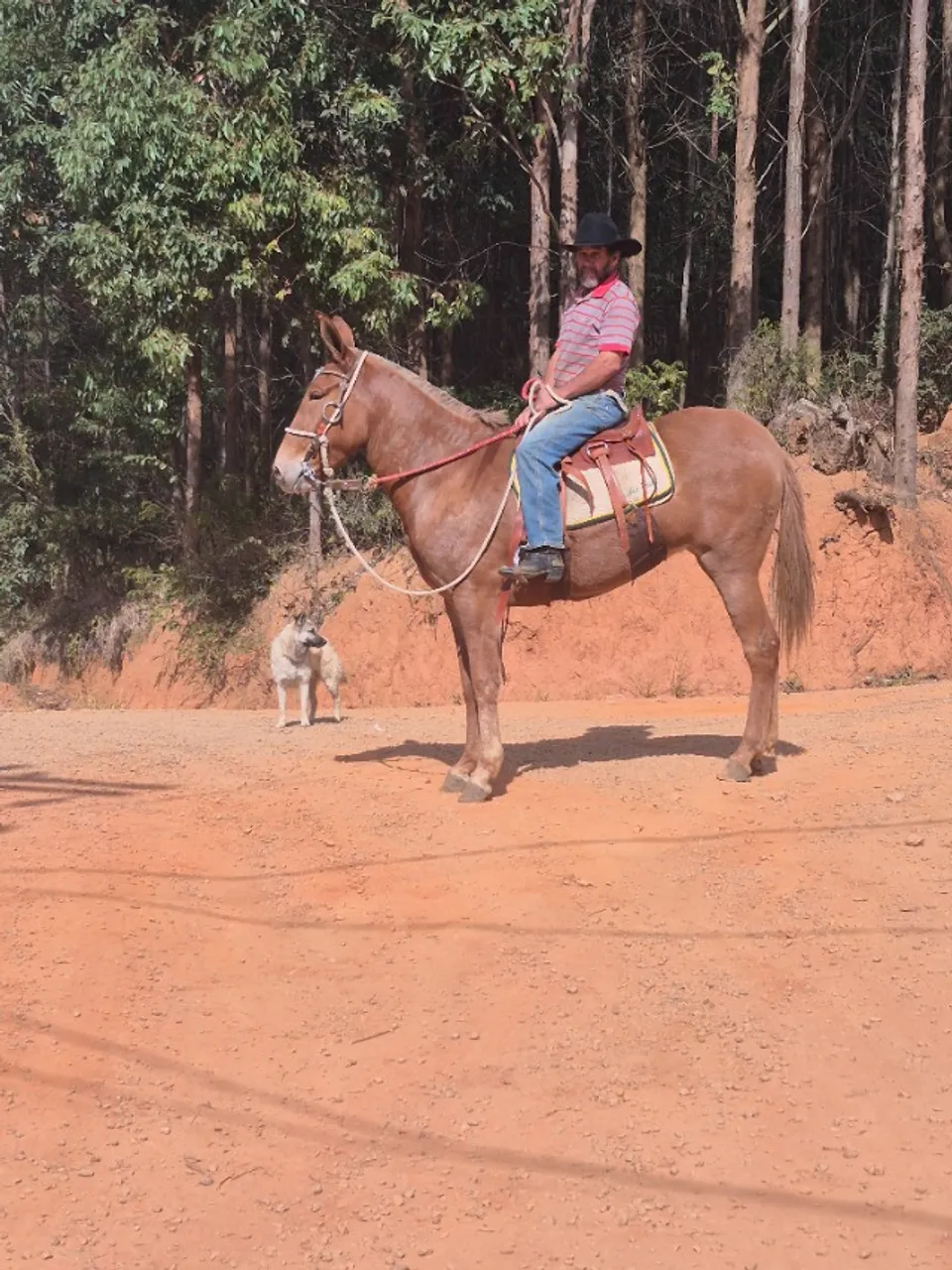 "uma mula" no Brasil