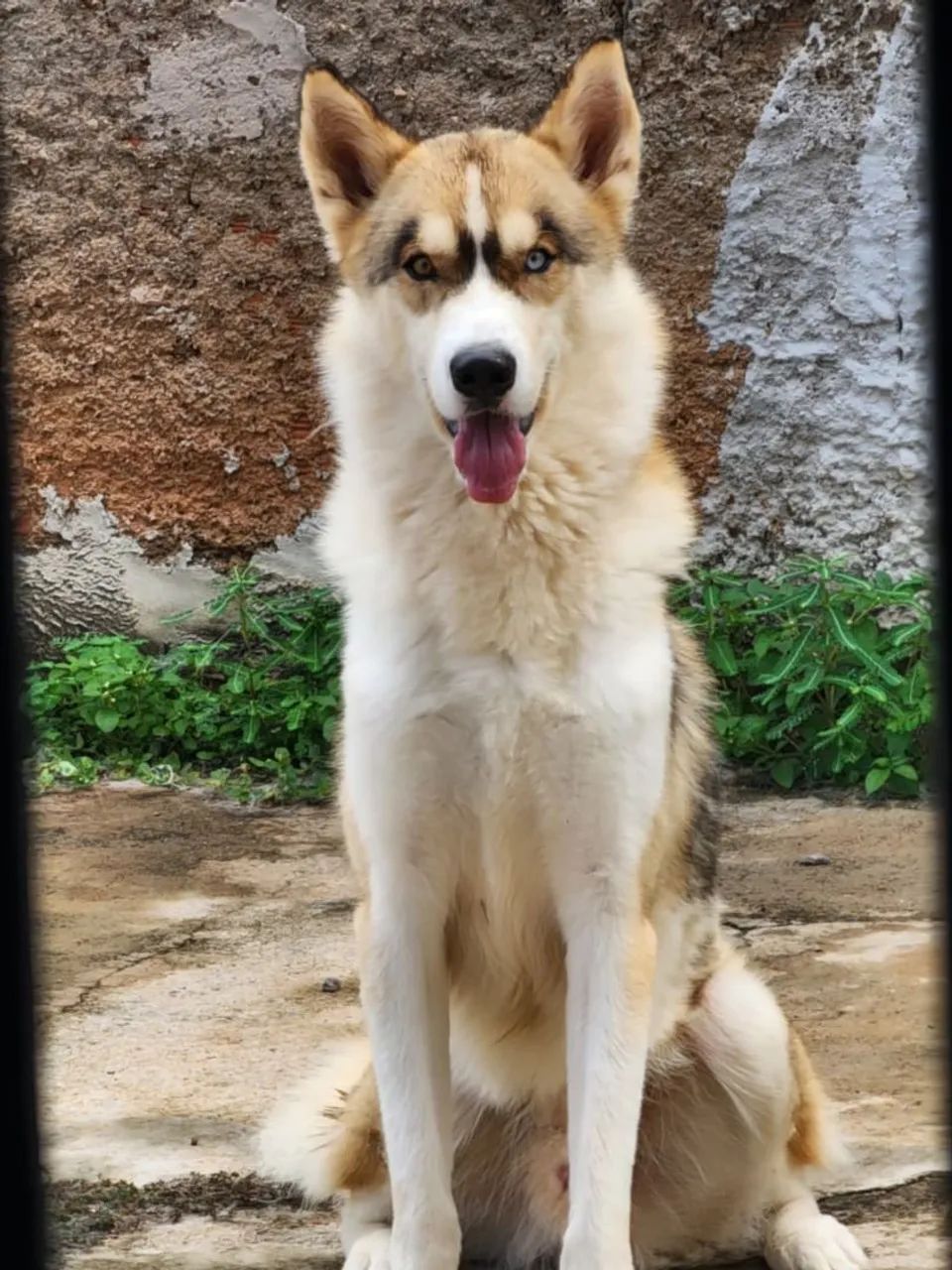 Doa-se Husky Siberiano - Cachorros - Conjunto Habitacional Jardim Sabiá ...