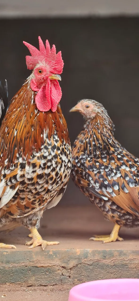 "mini garnizes" no Brasil