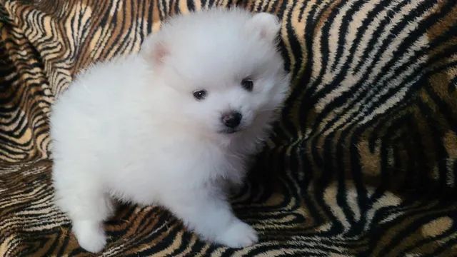 "spitz merle" no Brasil