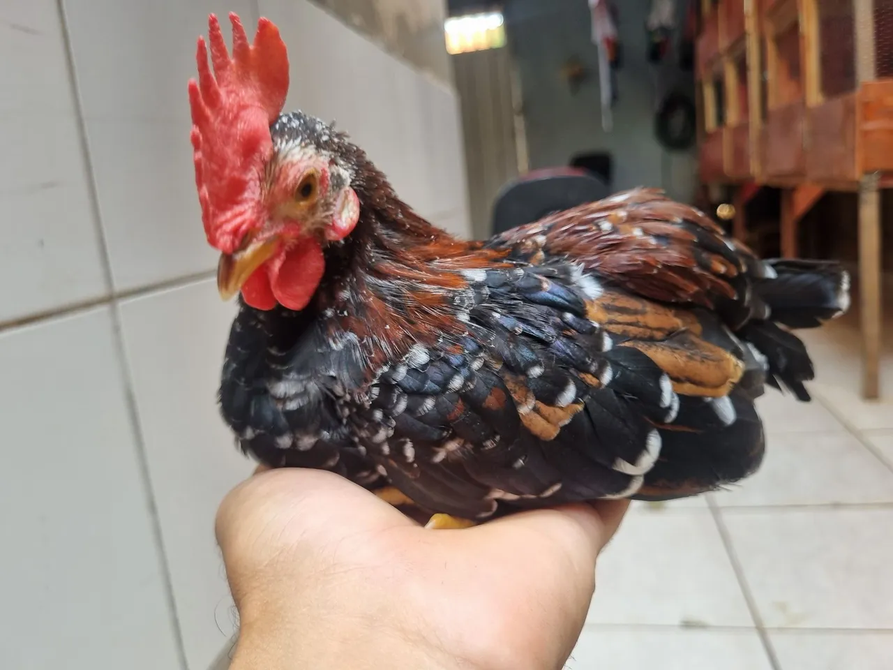 "mini garnizes" no Brasil