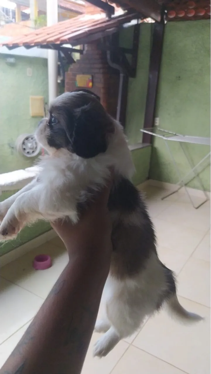 "filhote pequines" - Cachorros no Brasil