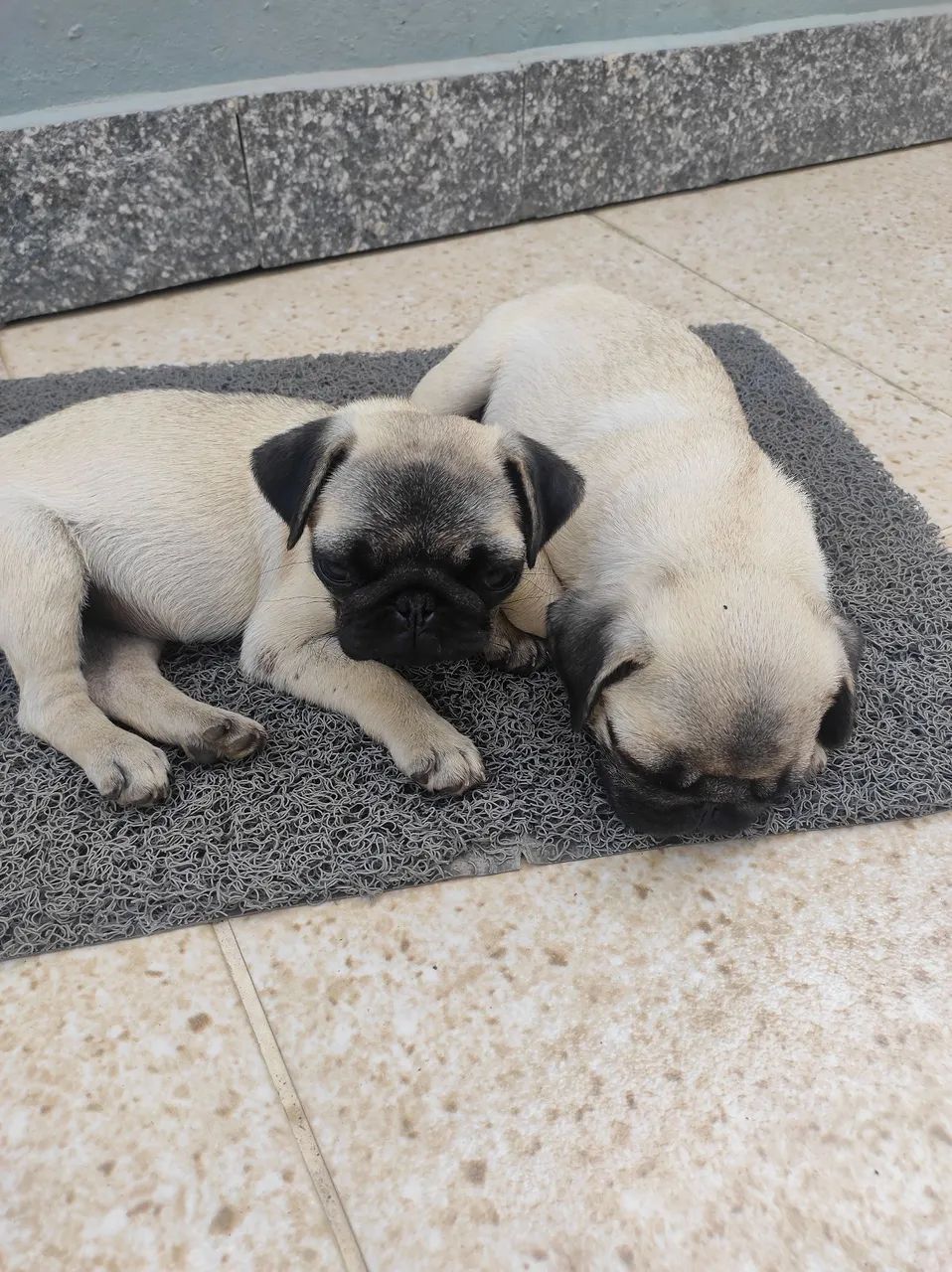 Linda Pug Fêmea. - Cachorros - Village Rio das Ostras, Rio das Ostras ...