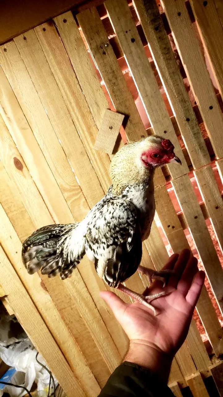 "mini cabras" no Brasil