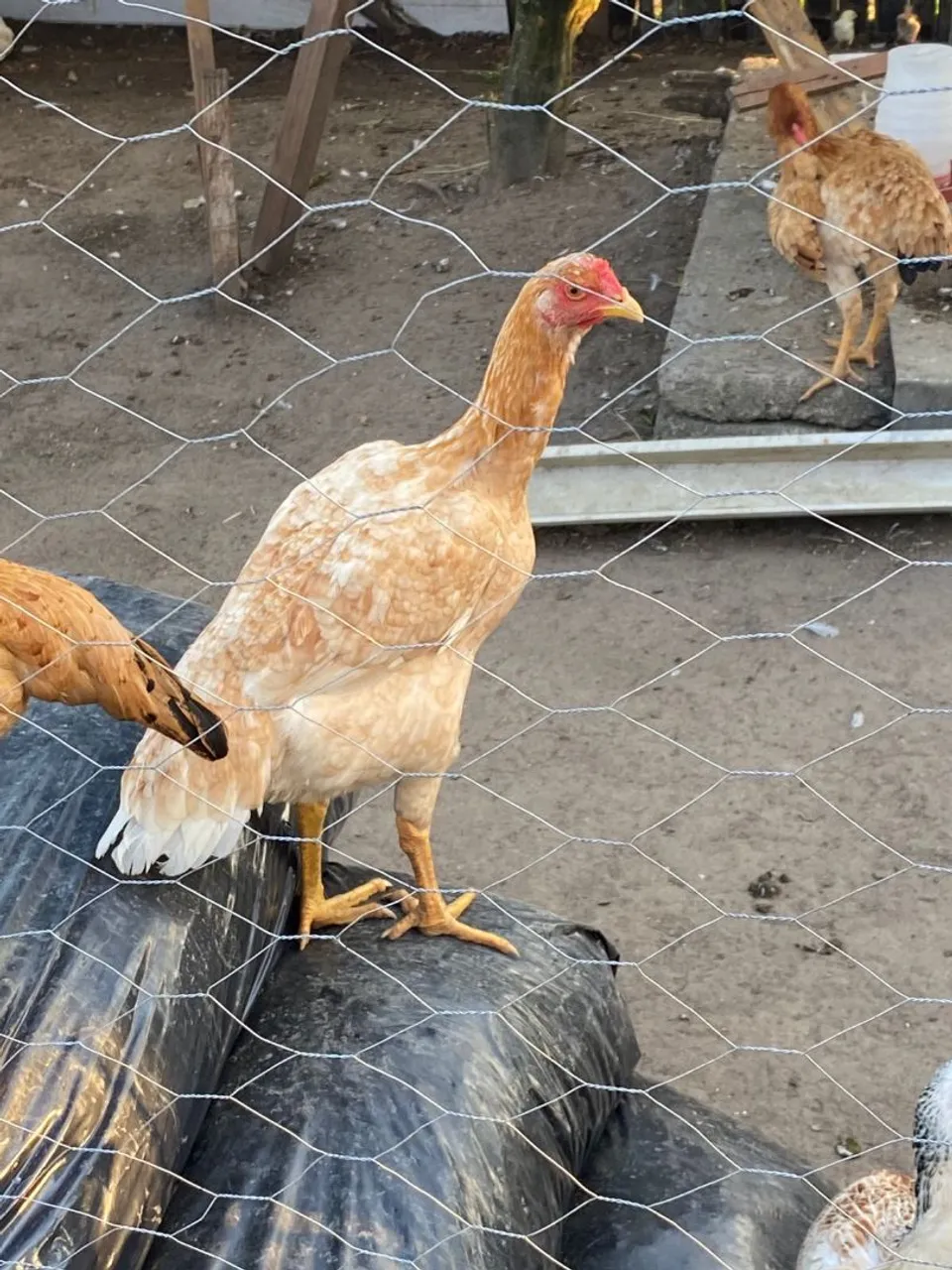 "mini garnizes" no Brasil