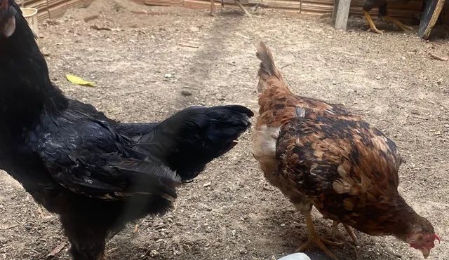 "galinha ganize" no Brasil