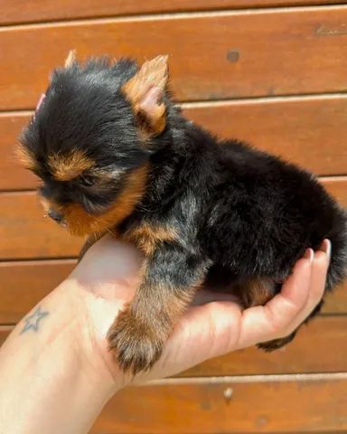"yorkshire toy mini" no Brasil
