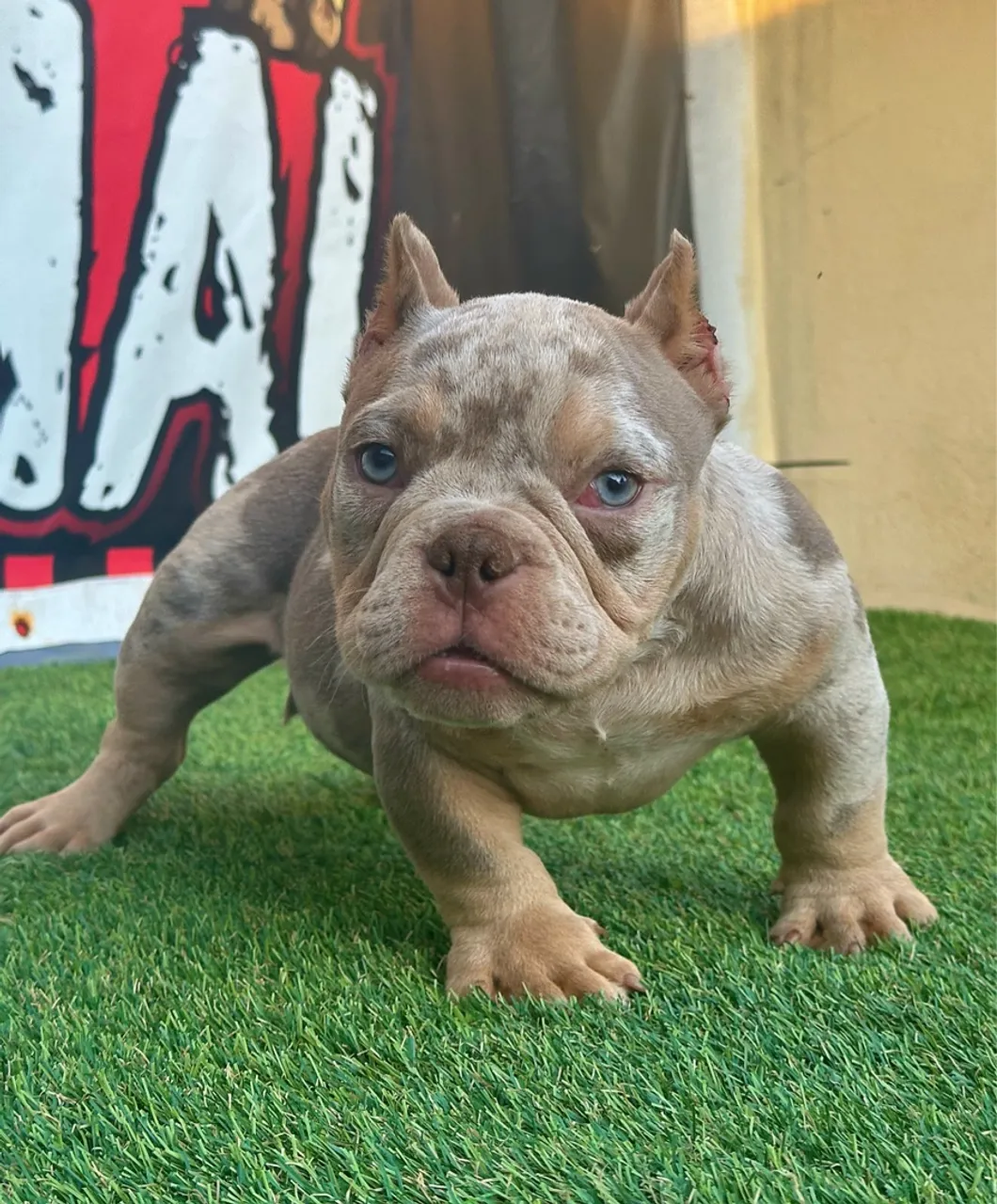 "american bully tri blue" - Cachorros no Brasil