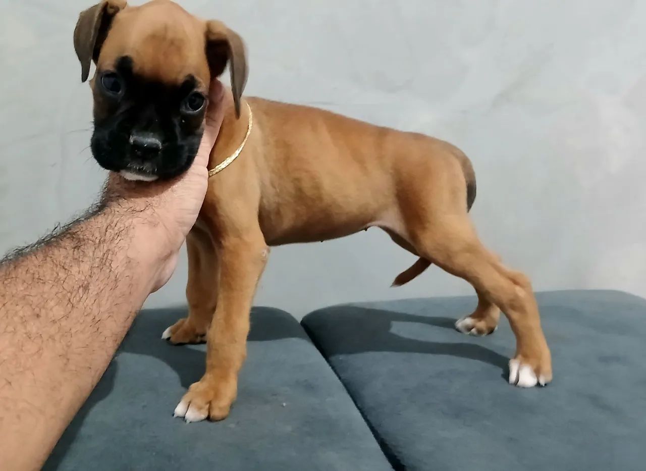 Filhote Boxer femia pedigree CBKC. - Cachorros - Jardim Industriário ...