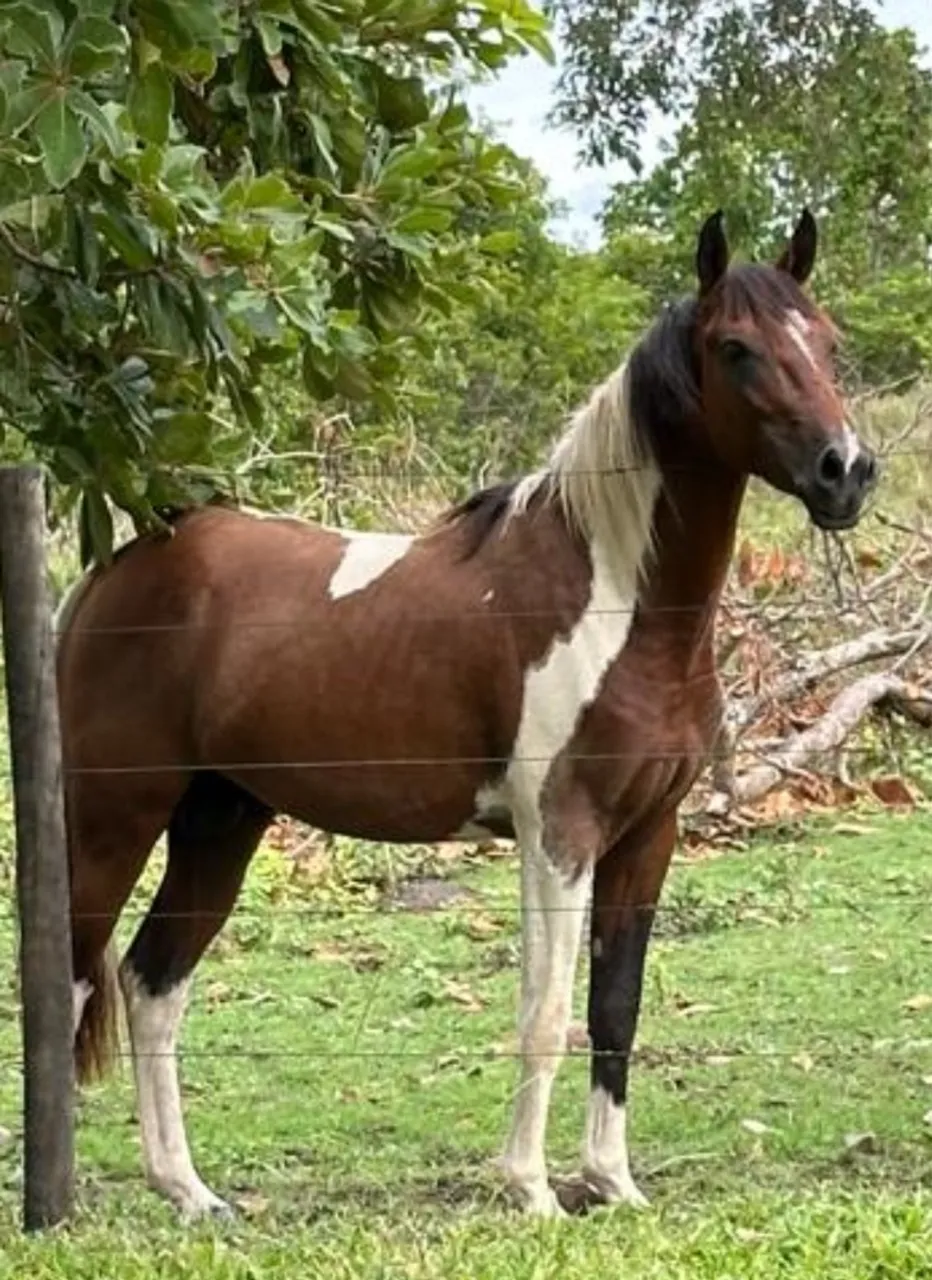 Cavalos em Goiânia, Anápolis e região, GO