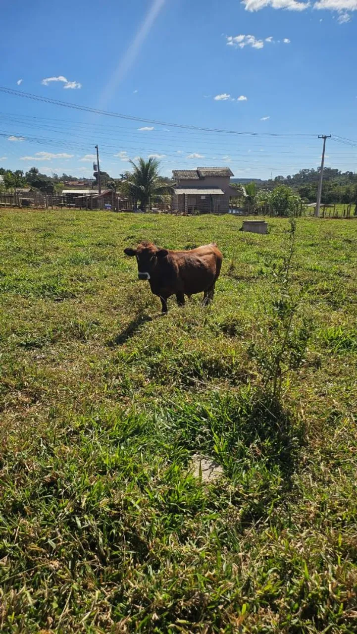 "boi mini boi" - Animais para agropecuária no Brasil