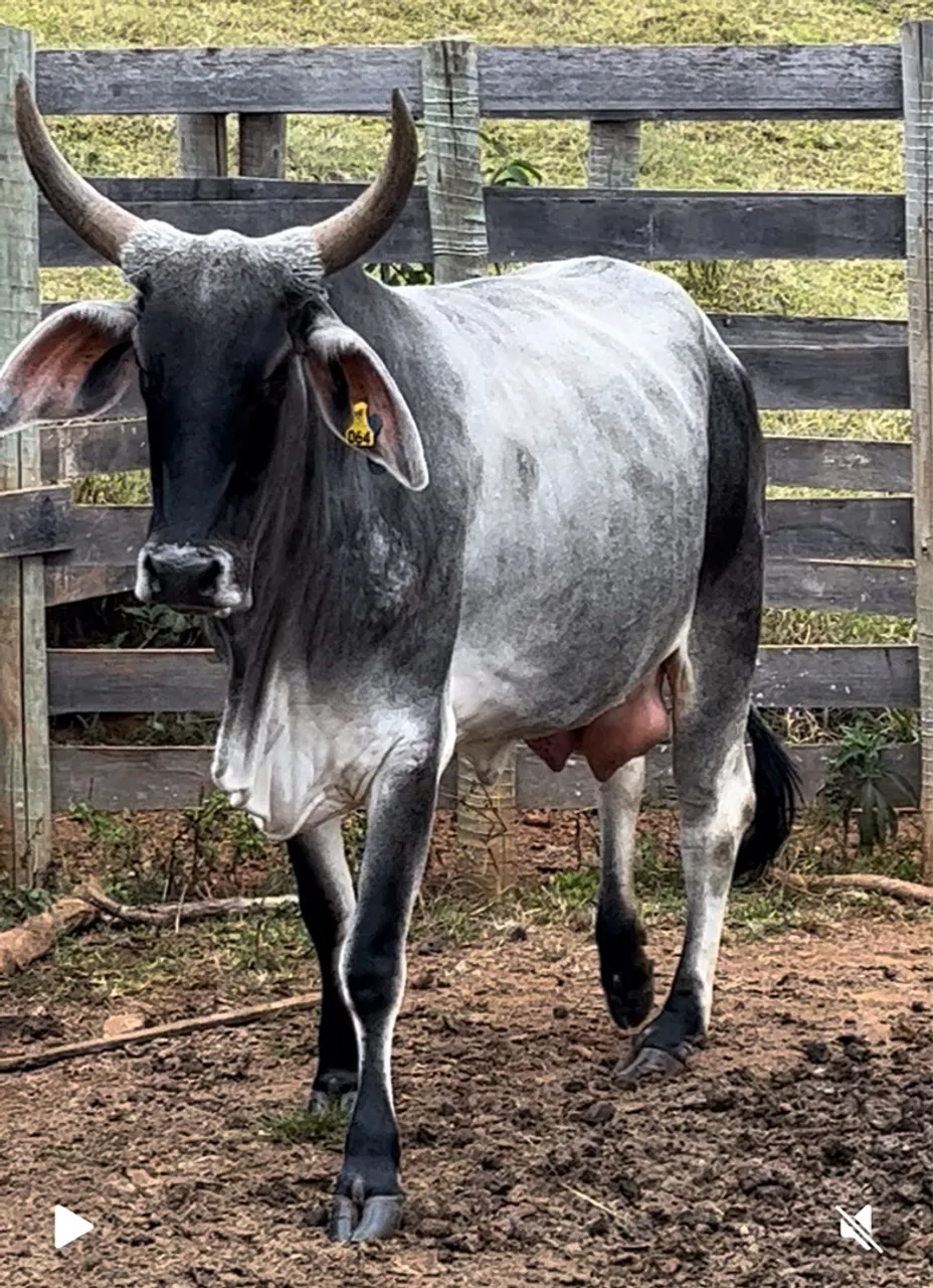 "vaca guzera" - Animais para agropecuária no Brasil