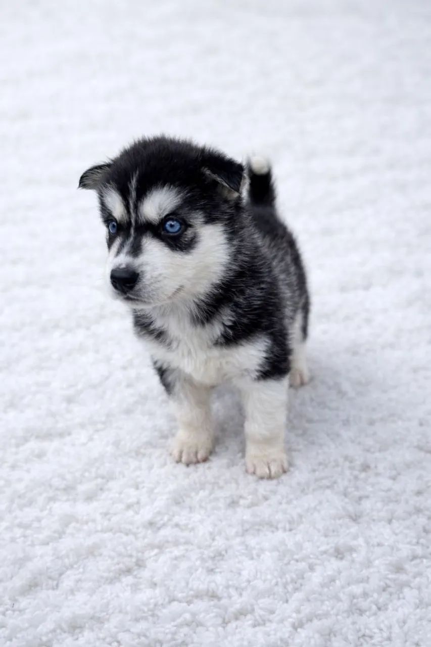 Husky Siberiano - FILHOTES - Cachorros - Centro, Campina Grande ...