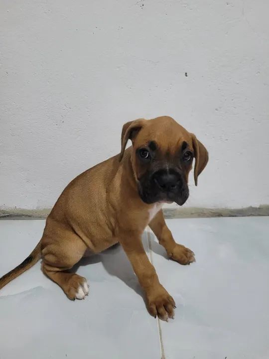 "filhote boxer puro" no Brasil