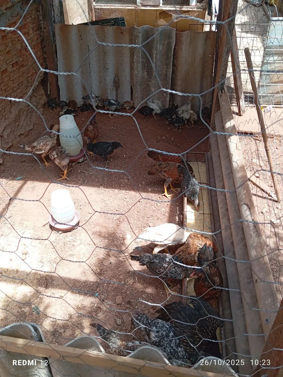 Lote de frangos e frangas caipira - Outros animais - Vila Maria Luiza ...