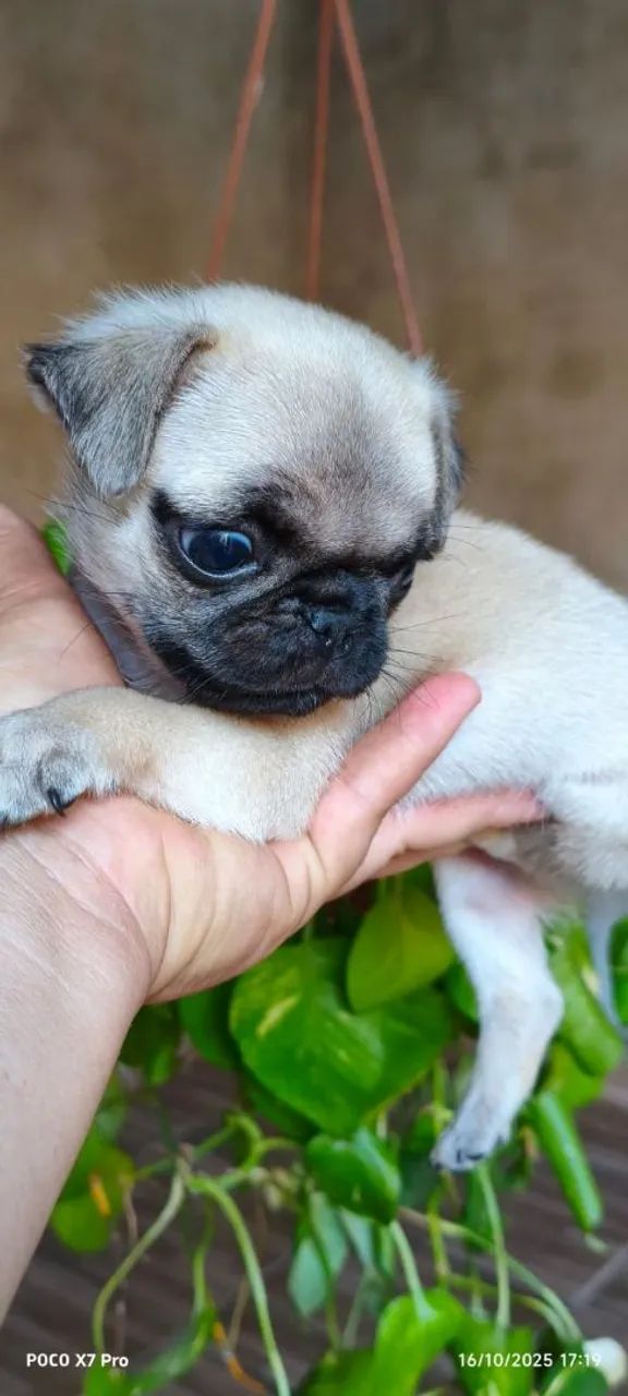 Whts * lindo Pug disponível para venda - Cachorros - Davinópolis ...