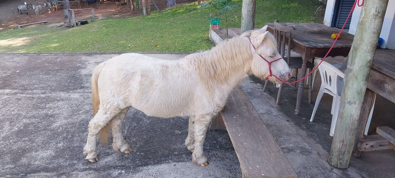 "mini ponei" no Brasil