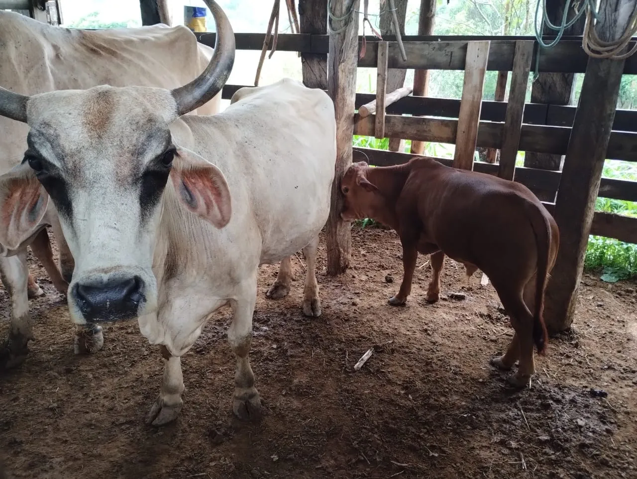 "mini vaca" - Animais para agropecuária no Brasil