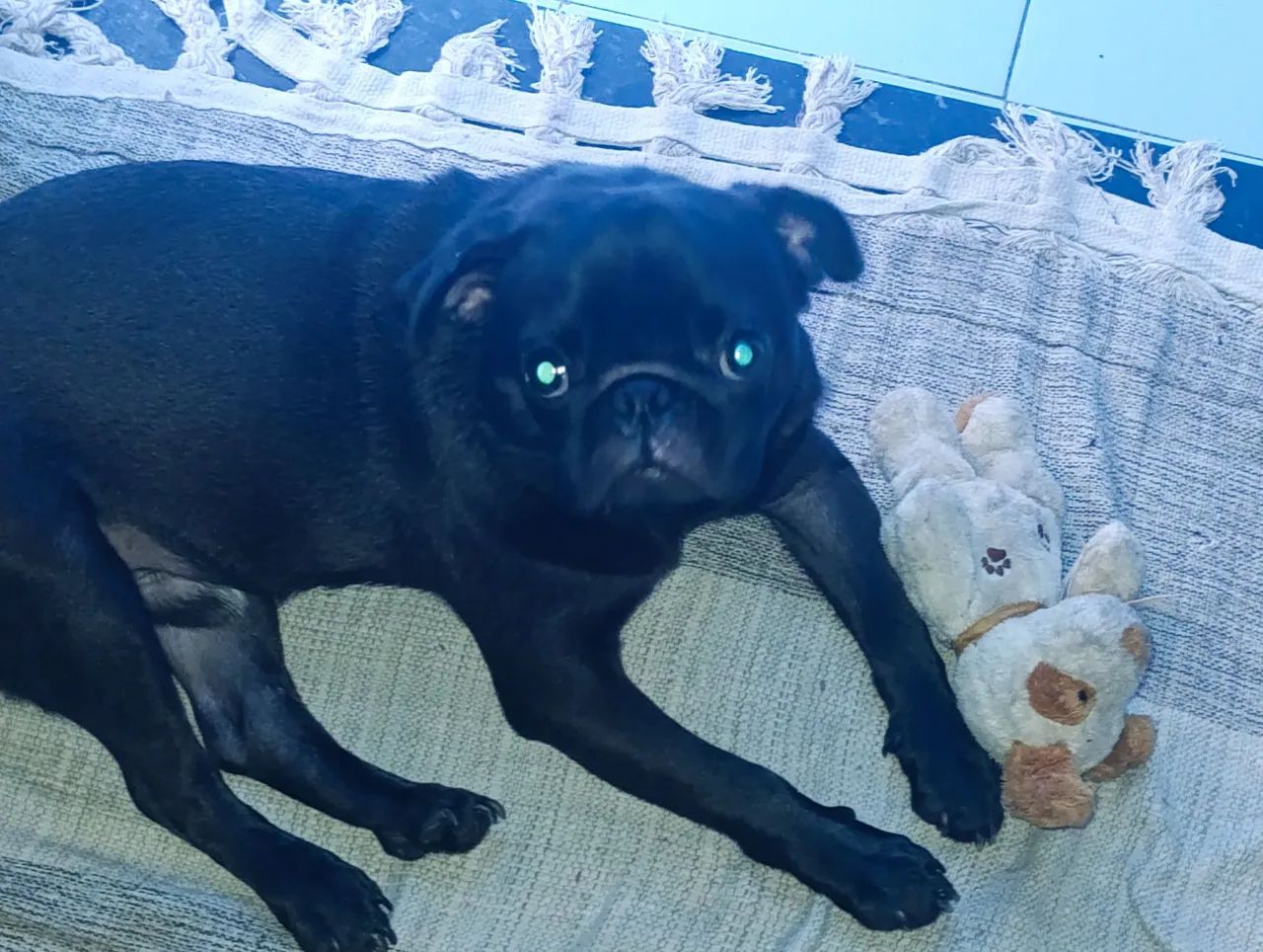 Vende-se pug - Cachorros - Dom Avelar, Salvador 1446652567 | OLX