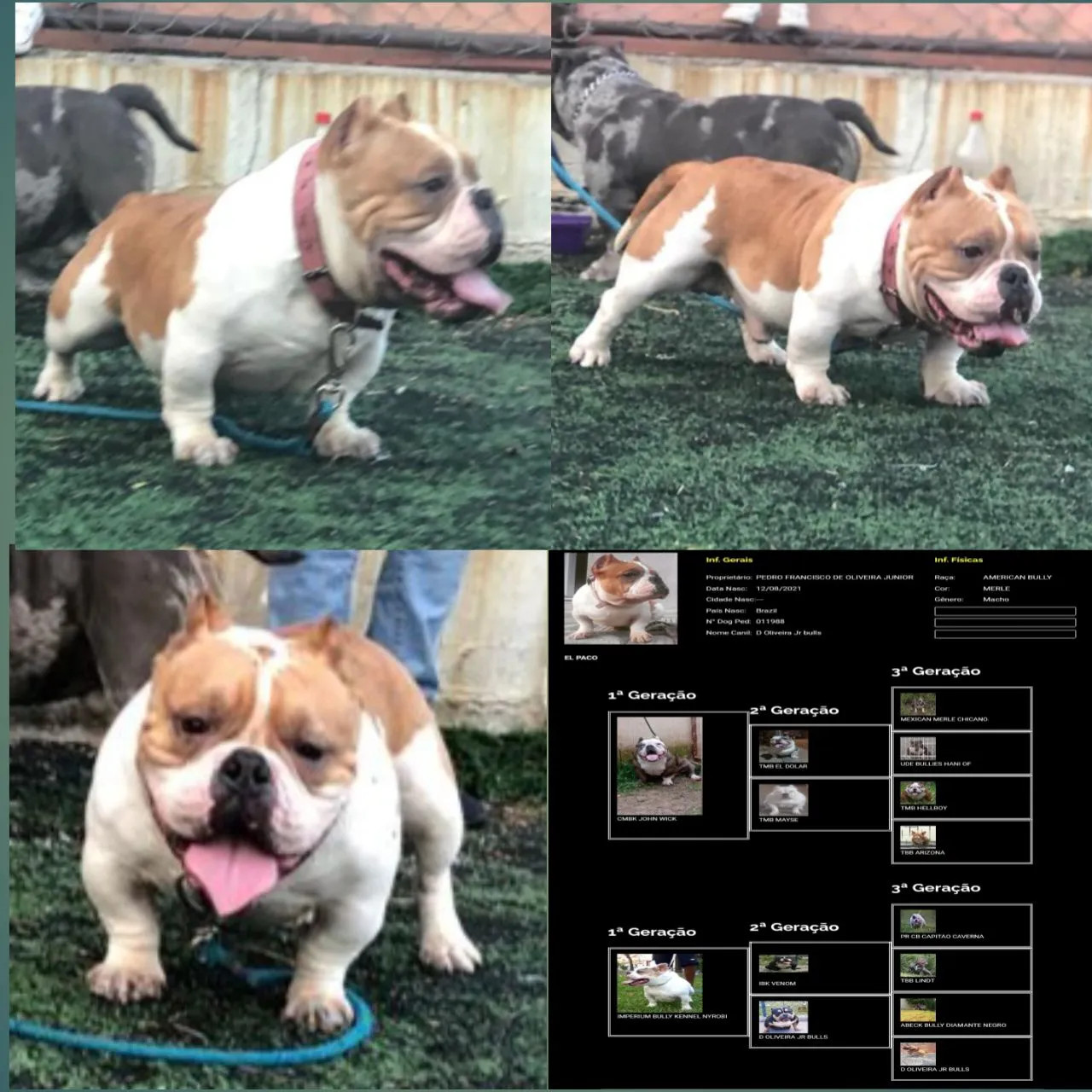 "american bully micro" - Cachorros no Brasil
