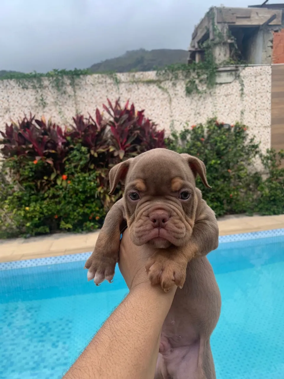 "american bully micro exotic" - Cachorros no Brasil