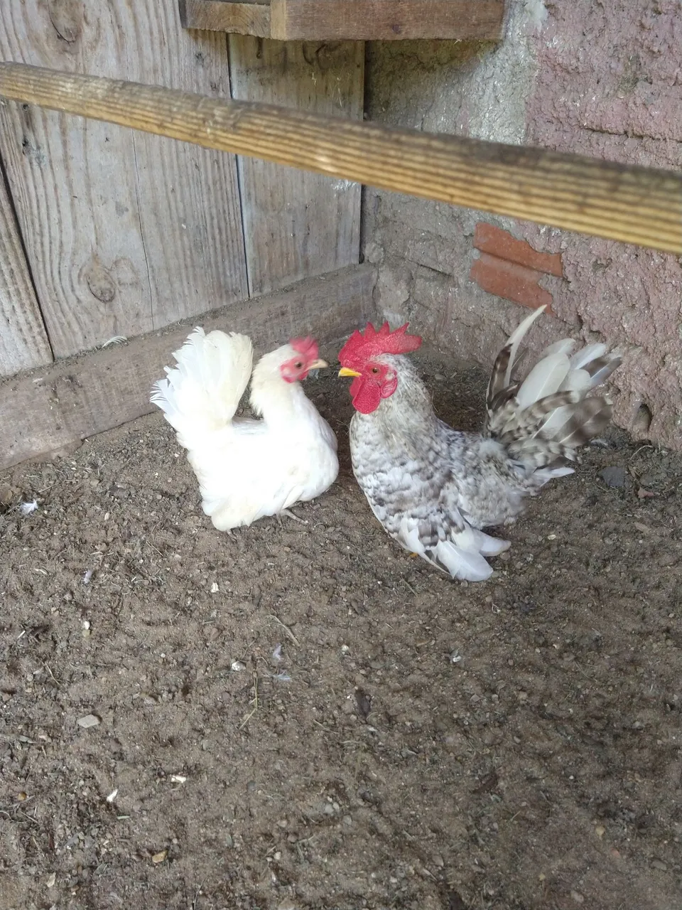 "galinhas garnizes" - Outros animais no Brasil