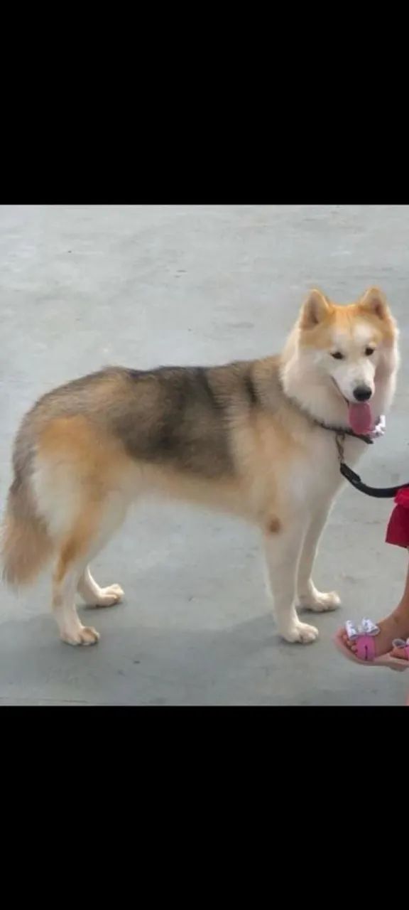 Husky siberiano - Cachorros - Santa Bárbara 1467200129 | OLX