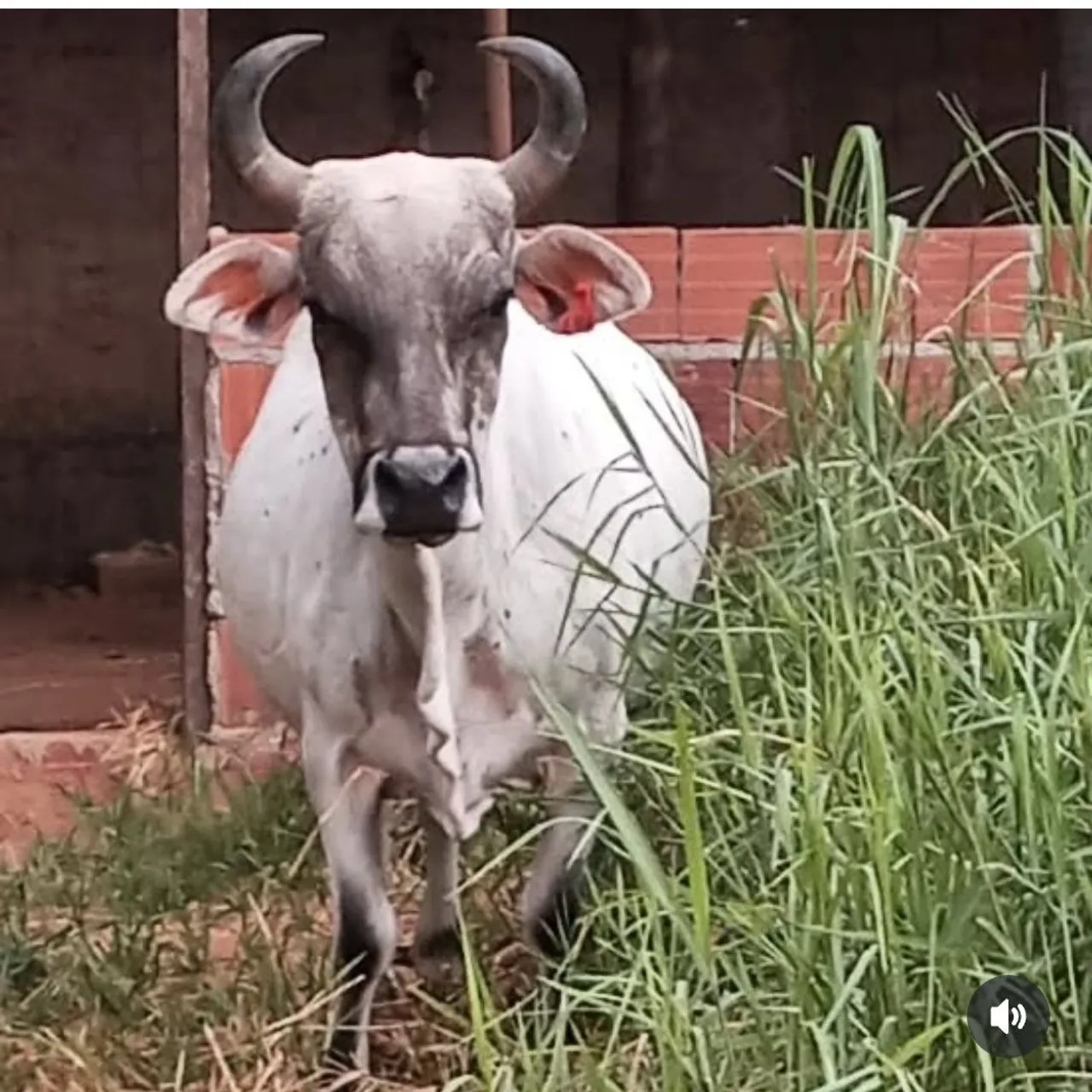 "mini vaca" - Animais para agropecuária no Brasil