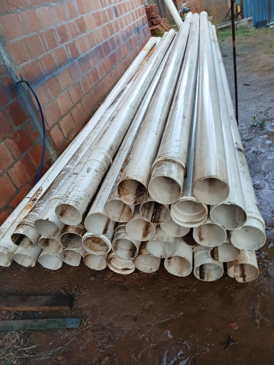 "cano corso" no Brasil