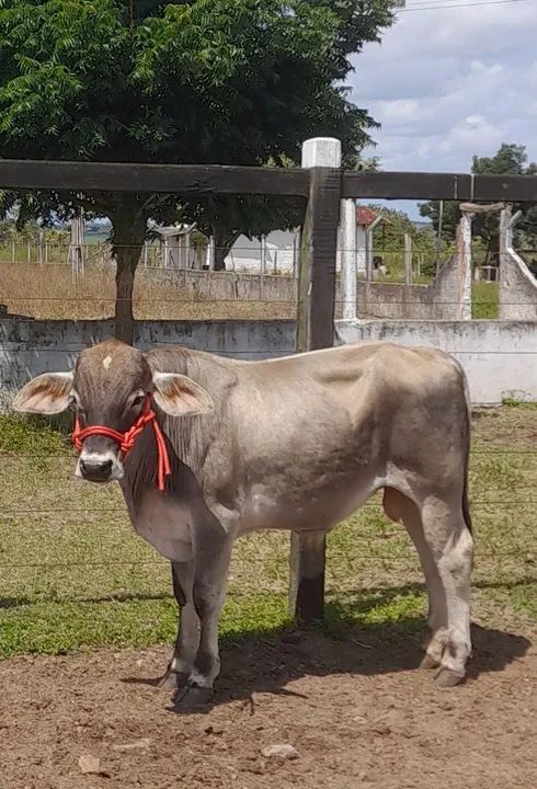 Vendo um mini nelore - Animais para agropecuária - Centro, Arapiraca ...