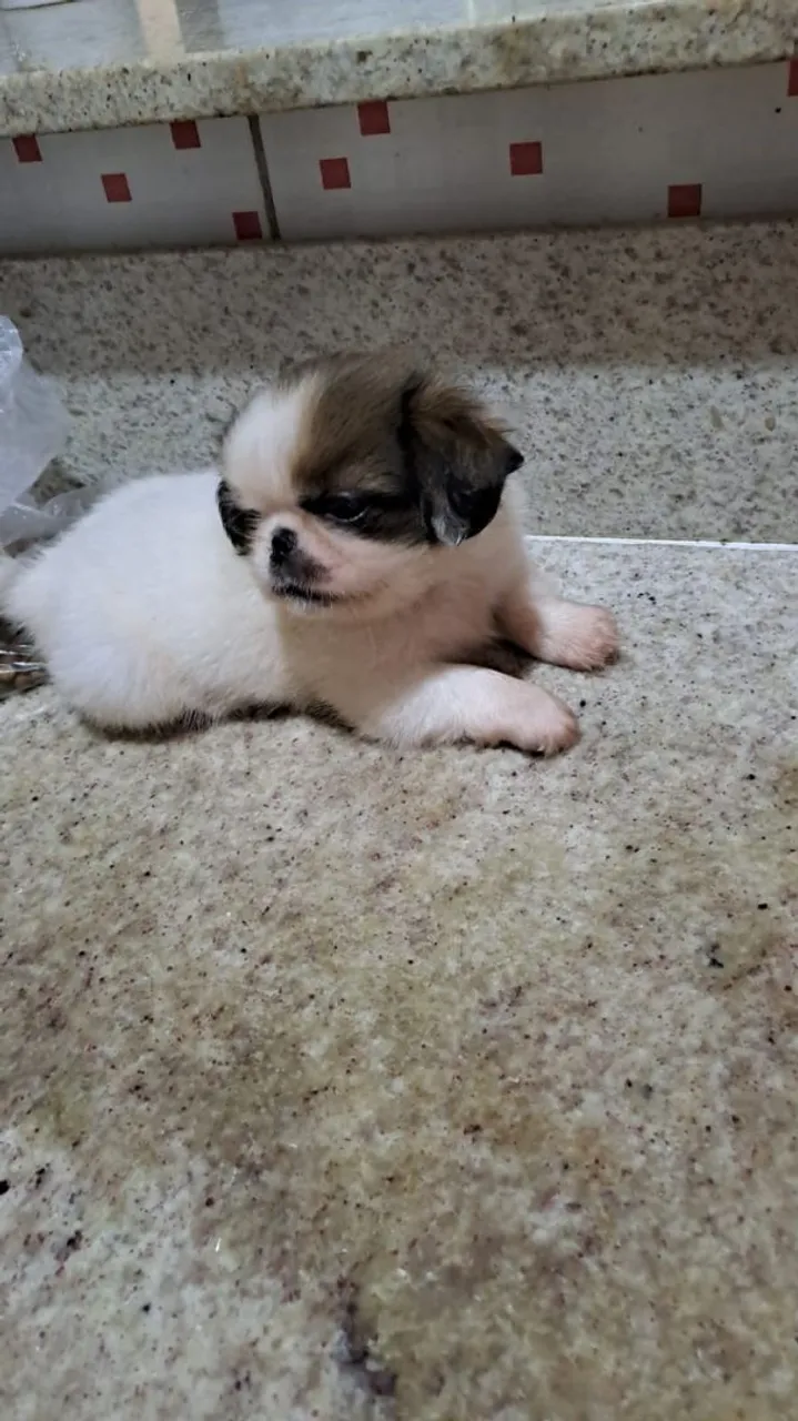 "filhote pequines" - Cachorros no Brasil