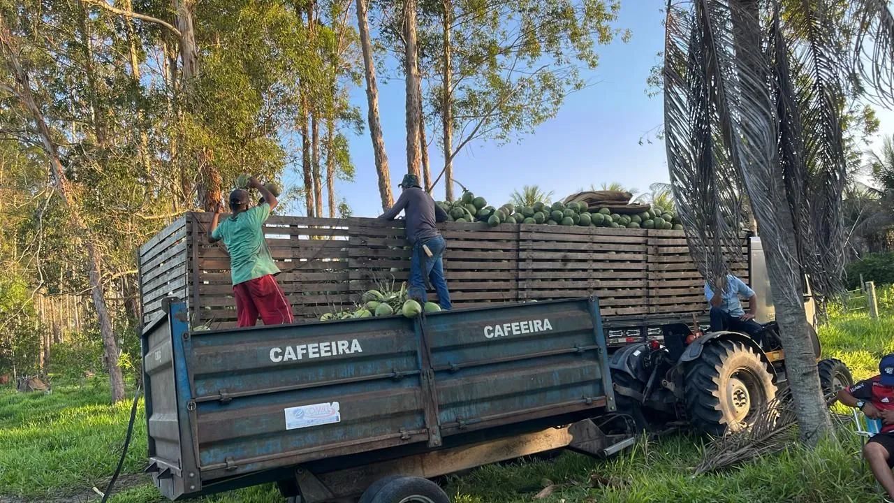 Coco Verde Atacado e Quantidade - Produção Própria - Sul da Bahia para ...