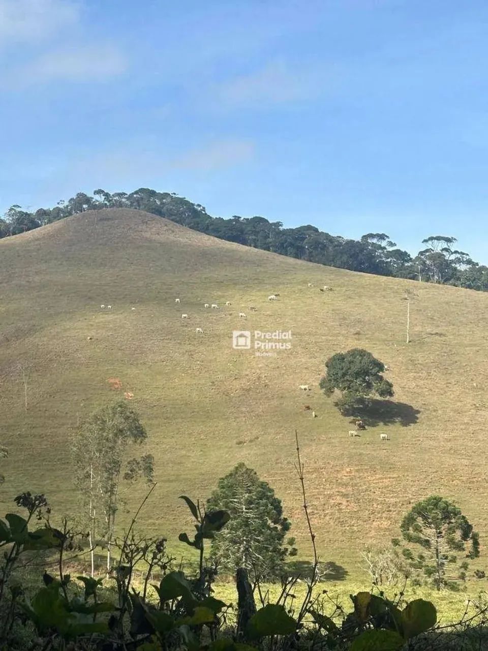 Fazenda de 290 Hectares com Infraestrutura Completa e Riquezas Natuais ...
