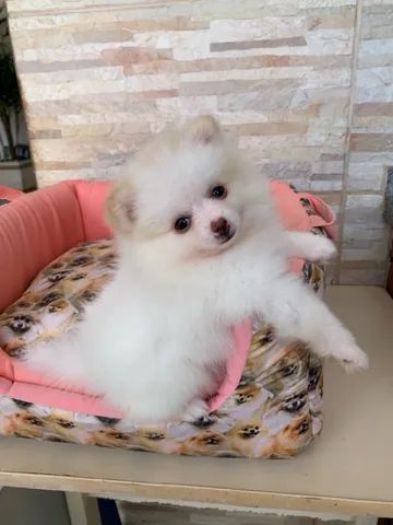 "spitz alemao ana" no Brasil