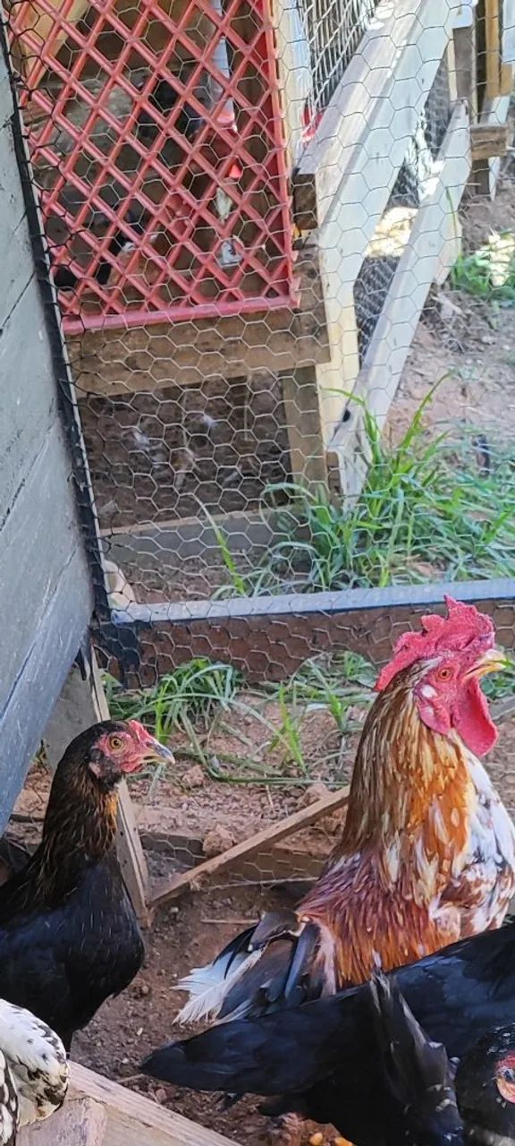 Frangos garnizes - Animais para agropecuária - Vila Nova, Barra Mansa ...