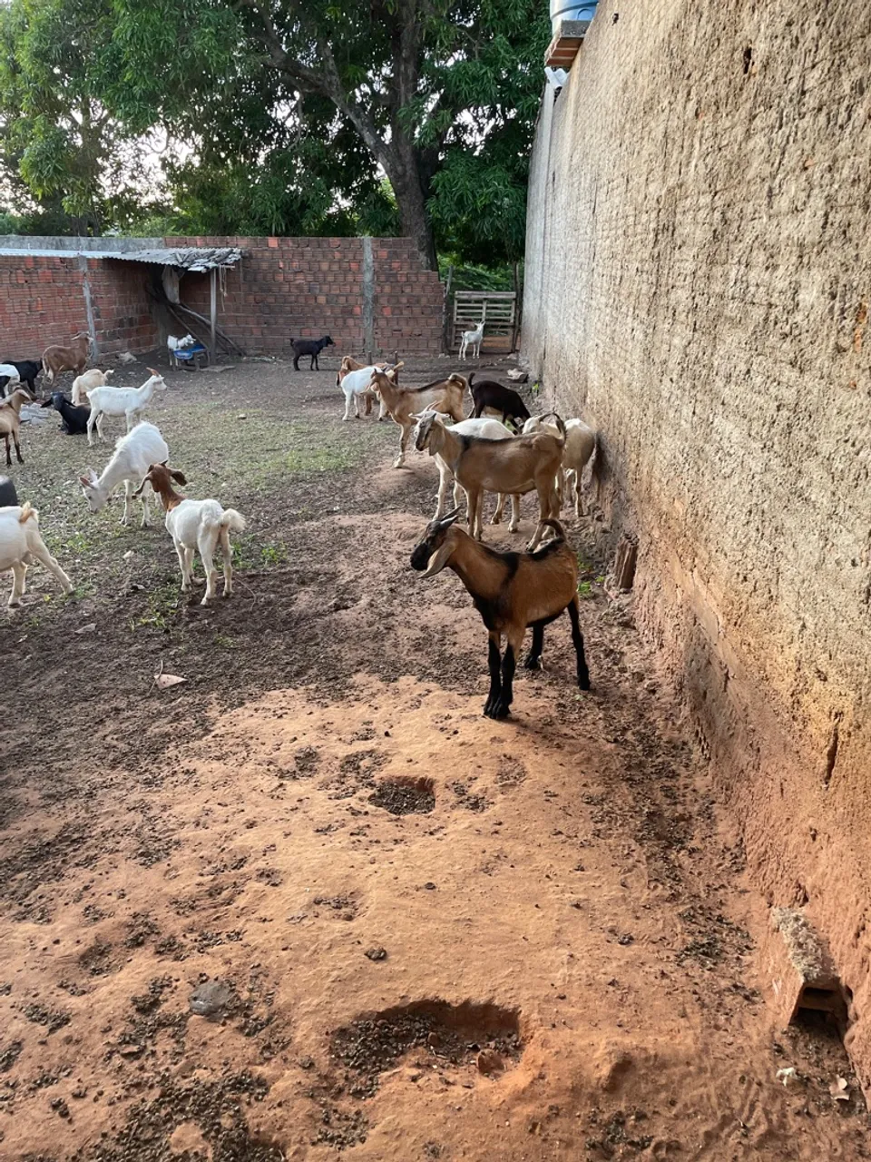 "bodes e cabras" no Brasil