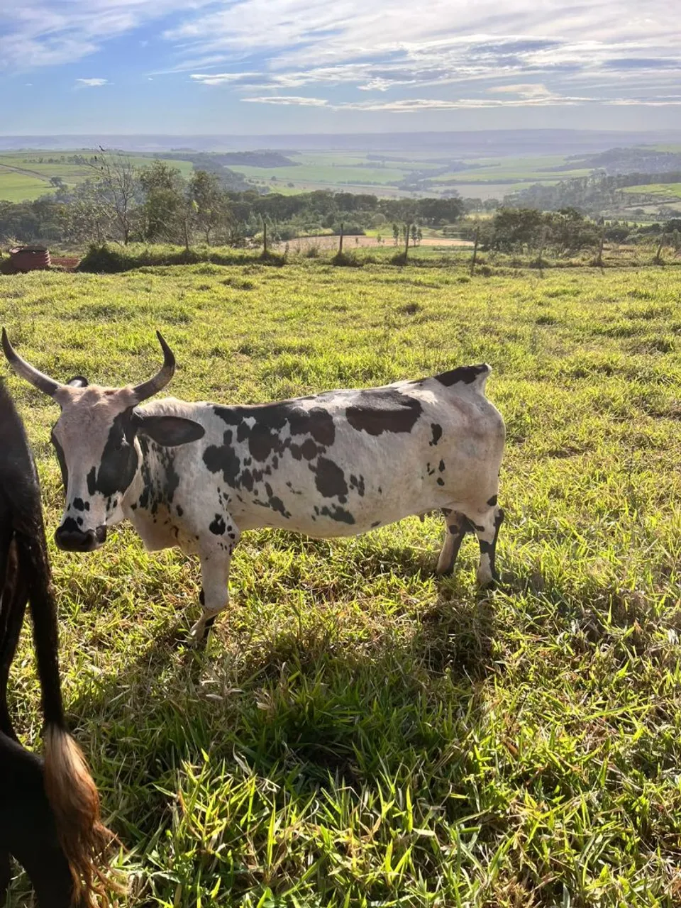 "mini vaca" - Animais para agropecuária no Brasil