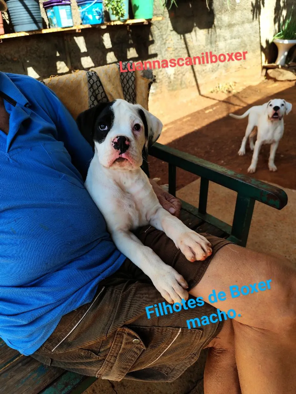 "filhotes de boxer" - Cachorros no Brasil