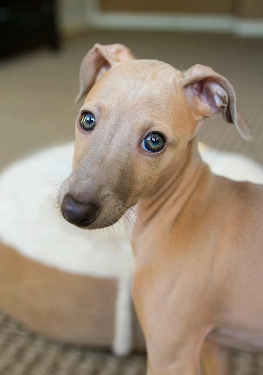 "filhote galgo" - Cachorros no Brasil