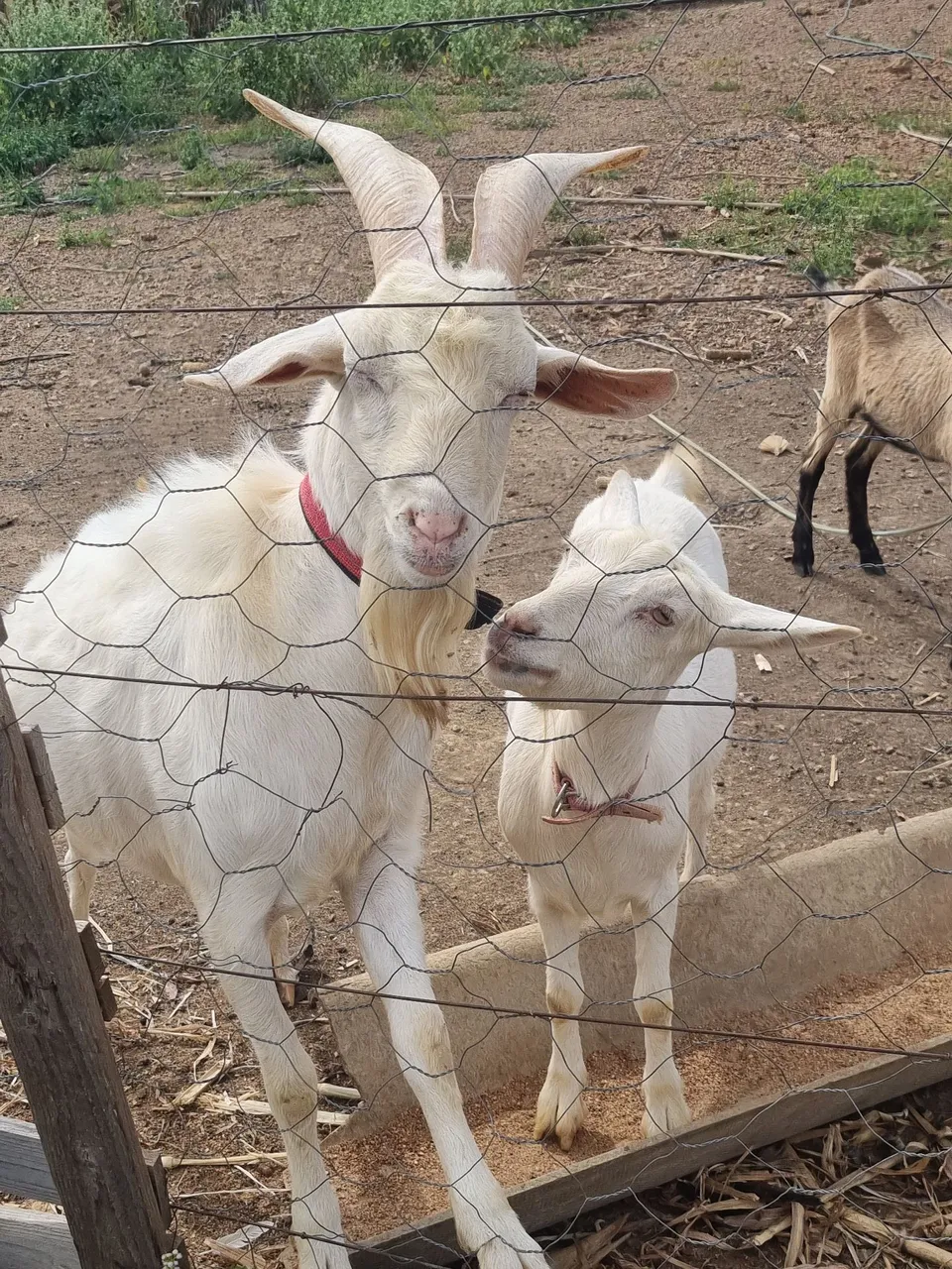 "bodes e cabras" no Brasil